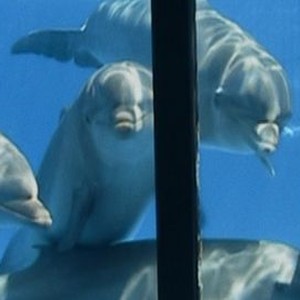 The Last Dolphin King - Rotten Tomatoes