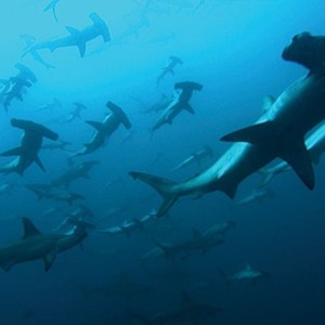 Deep Blue - Rotten Tomatoes