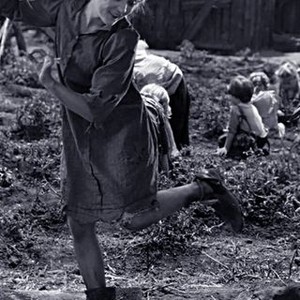 Sparrows - Rotten Tomatoes