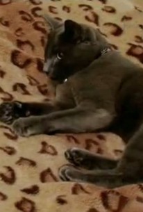 My Cat From Hell: Season 3, Episode 6 | Rotten Tomatoes