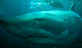 Gladiator II - Trailers & Videos | Rotten Tomatoes