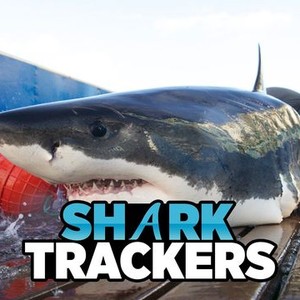 Shark Trackers - Rotten Tomatoes