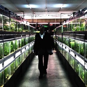 Cold Fish - Rotten Tomatoes