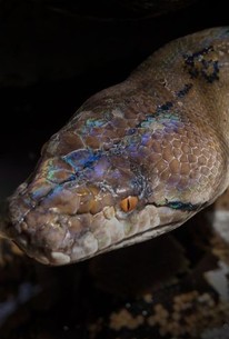 Swamp People: Serpent Invasion: Season 3, Episode 3 - Rotten Tomatoes