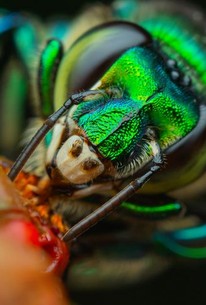 A Real Bug's Life: Season 1, Episode 2 | Rotten Tomatoes