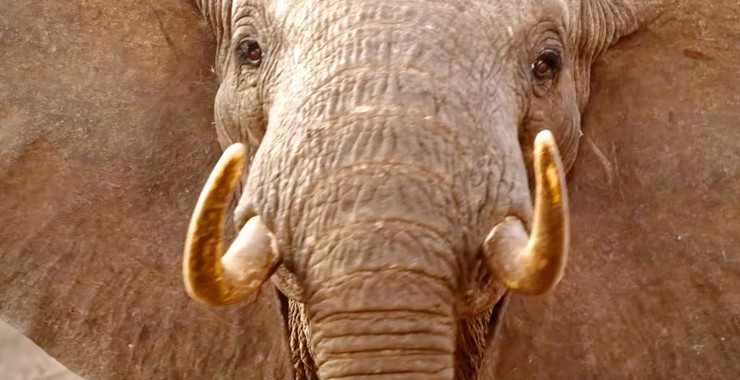 The Ivory Game - Rotten Tomatoes