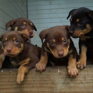 Muster Dogs: Season 1, Episode 1 - Rotten Tomatoes