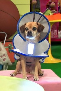 Mutt & Stuff: Season 1, Episode 21 | Rotten Tomatoes