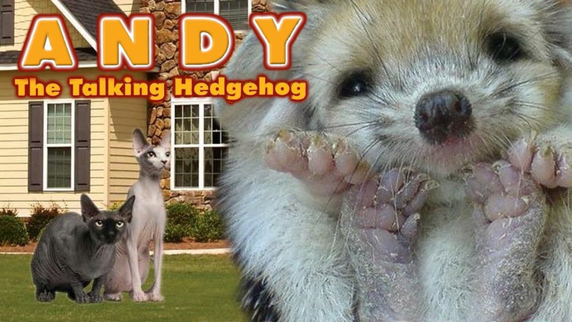 Andy The Hedgehog