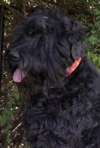 Too Cute!: Season 4, Episode 2 - Rotten Tomatoes