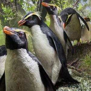 Our Planet: Season 2, Episode 1 - Rotten Tomatoes