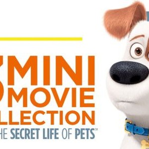 The Secret Life of Pets: 3 Mini-Movie Collection - Rotten Tomatoes