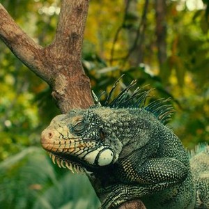 Amazon Adventure - Rotten Tomatoes