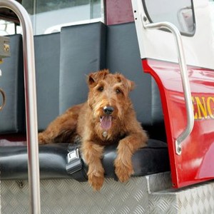 Firehouse Dog - Rotten Tomatoes