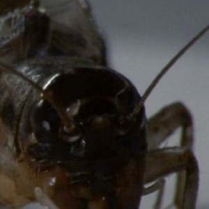 The Beast Within - Rotten Tomatoes