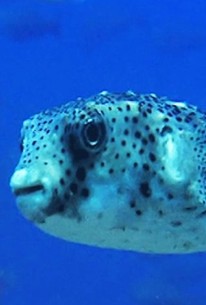 What Sam Sees: Season 1, Episode 5 | Rotten Tomatoes