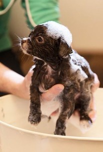 Puppy Secrets: The First Six Months: Season 1, Episode 1 | Rotten Tomatoes