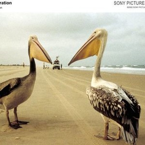 Winged Migration - Rotten Tomatoes