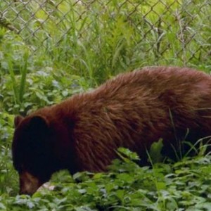 Hope in the Wild: Season 3, Episode 9 - Rotten Tomatoes