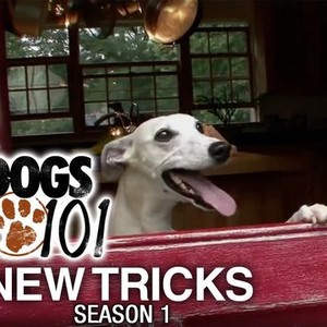 Dogs 101: New Tricks - Rotten Tomatoes