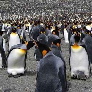 The Penguin King - Rotten Tomatoes