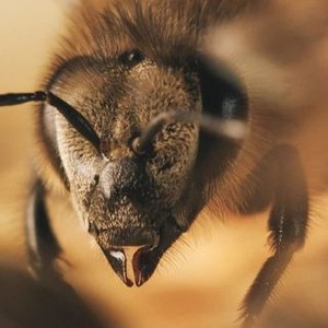 A Bee's Diary - Rotten Tomatoes