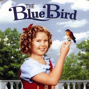 The Blue Bird - Rotten Tomatoes