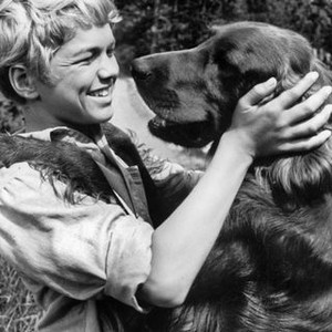 Big Red (1962) - Rotten Tomatoes