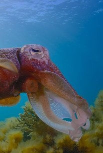 Animal: Season 1, Episode 4 | Rotten Tomatoes