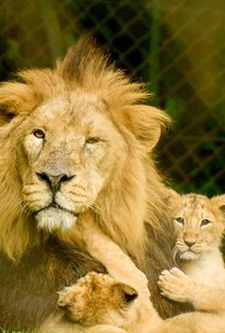 The Zoo: Season 1, Episode 11 | Rotten Tomatoes