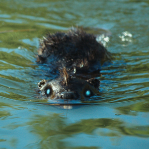 Zombeavers - Rotten Tomatoes