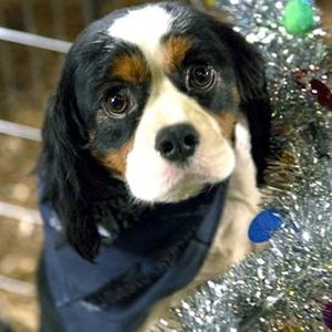 Pop Star Puppy - Rotten Tomatoes
