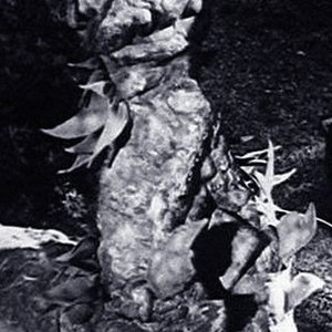 The Creeping Terror - Rotten Tomatoes