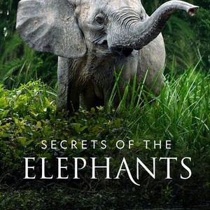 Secrets of the Elephants: Season 1, Episode 2 - Rotten Tomatoes