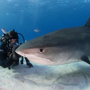 Fin - Rotten Tomatoes