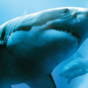 47 Meters Down - Rotten Tomatoes