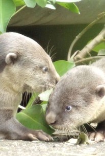 Otter Dynasty: Season 1, Episode 6 - Rotten Tomatoes