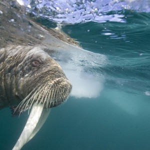 Arctic Tale - Rotten Tomatoes