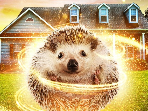 Andy The Hedgehog Andy Pelusa | "Don't Try To Follow Me", Leaves In
