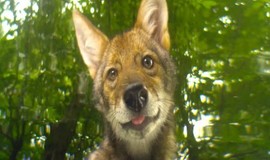 Backyard Wilderness - Rotten Tomatoes