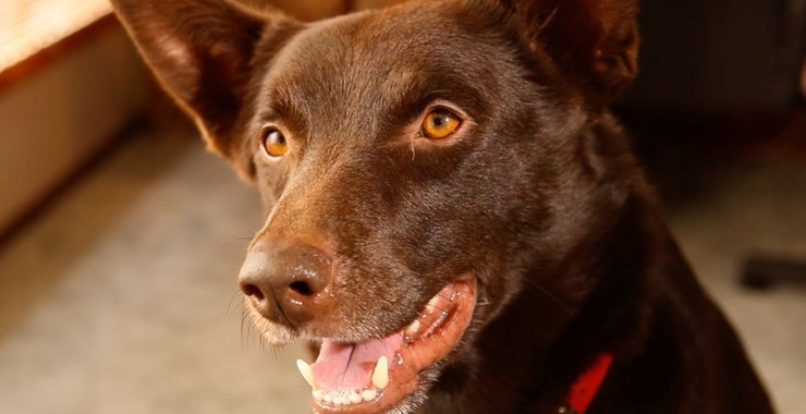 Koko: A Red Dog Story - Rotten Tomatoes