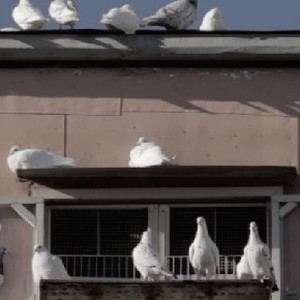 The Macaluso Sisters - Rotten Tomatoes