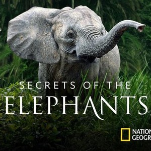 Secrets of the Elephants: Season 1, Episode 1 - Rotten Tomatoes