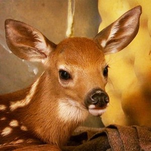 Hope in the Wild - Season 2 Episode 2 - Rotten Tomatoes