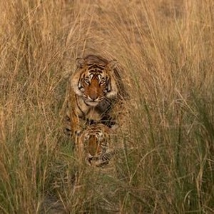 Big Beasts: Season 1, Episode 9 - Rotten Tomatoes