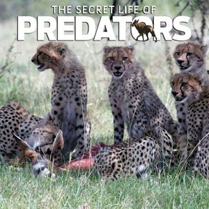 Secret Life of Predators - Rotten Tomatoes