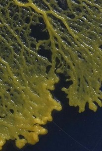 NOVA: Season 47, Episode 10 | Rotten Tomatoes