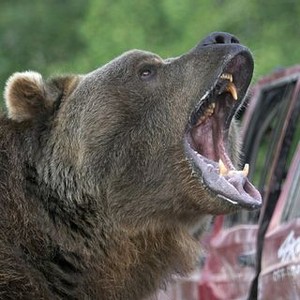 Grizzly Rage - Rotten Tomatoes