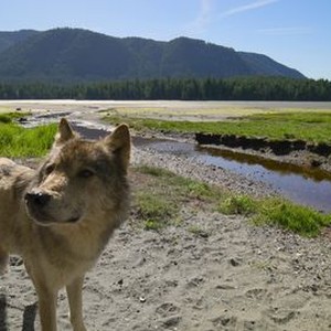 Island of the Sea Wolves - Rotten Tomatoes