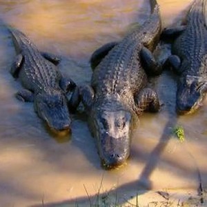 Bondi Vet: Season 5, Episode 16 - Rotten Tomatoes